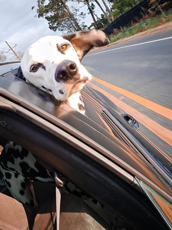 Dog Training | Hire Dog Trainer NZ | Advanced Dog Training