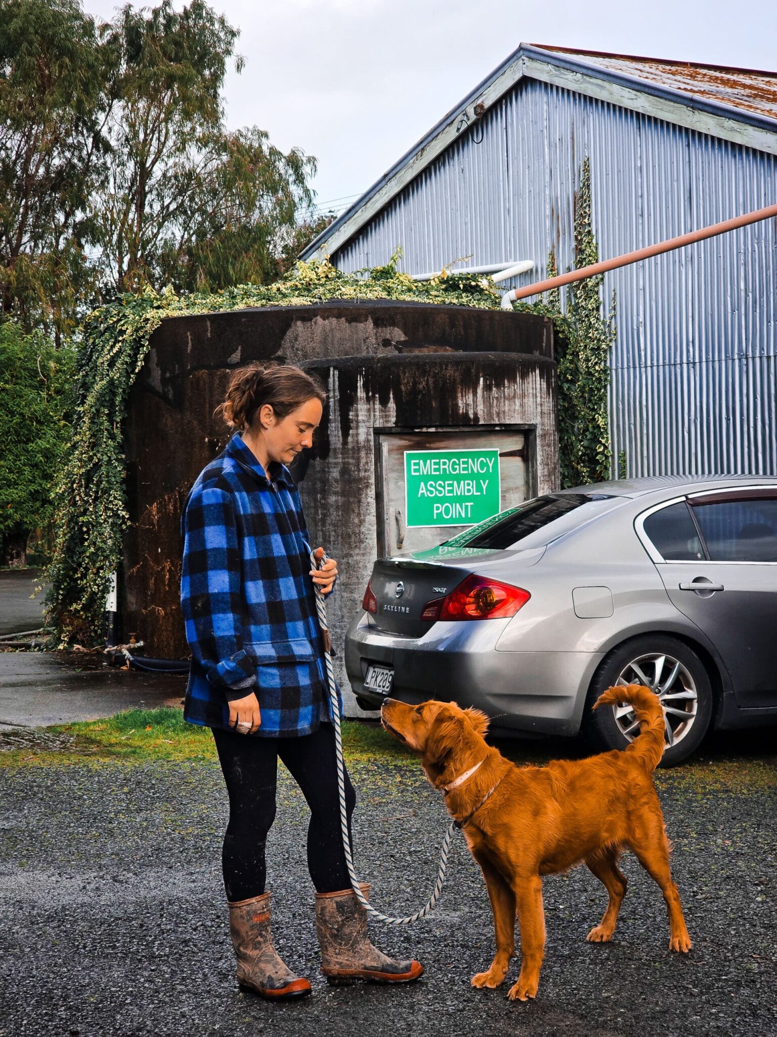 Professional Dog Training | Science Meets Compassion