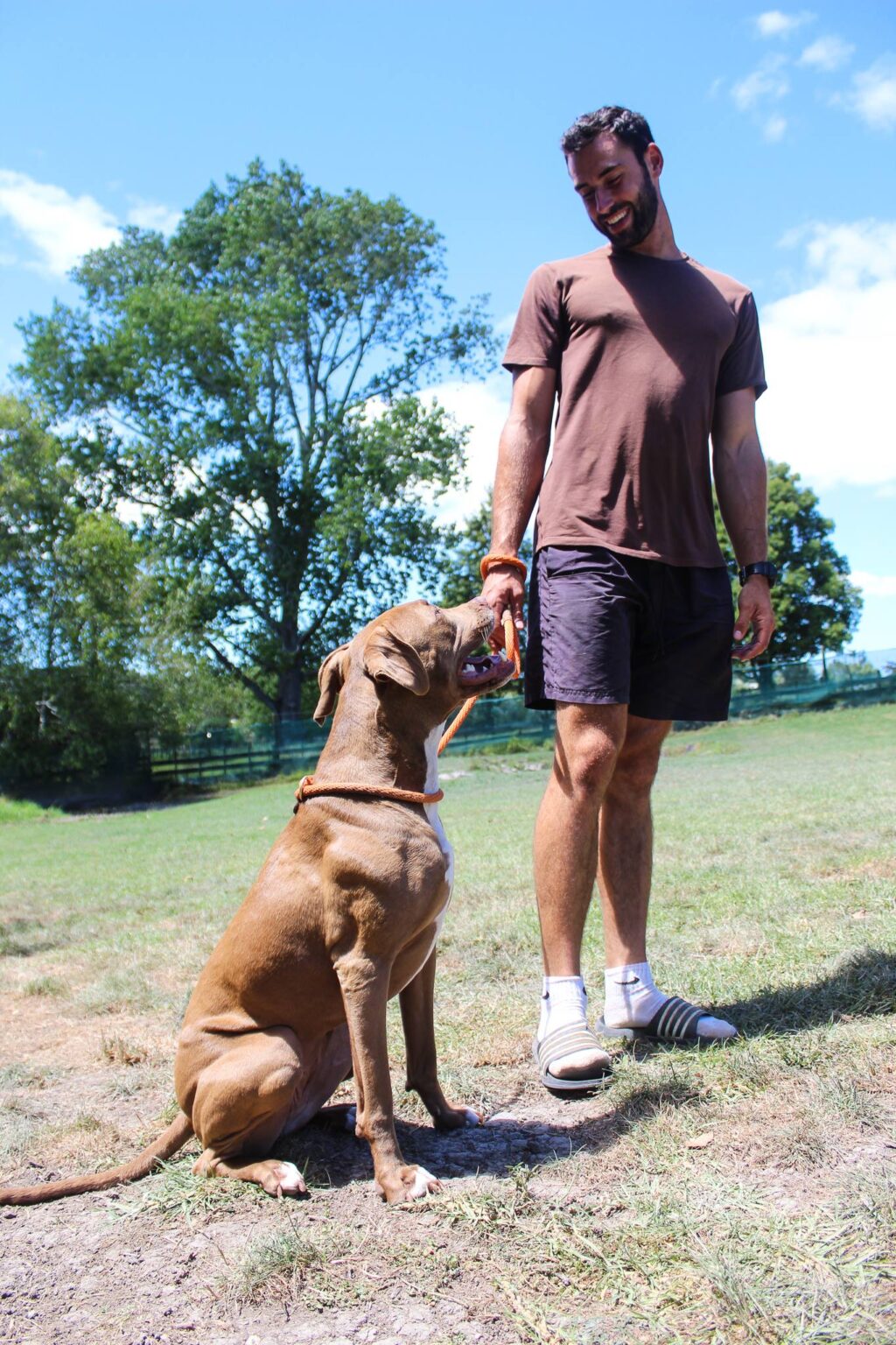 Professional Dog Training | Science Meets Compassion