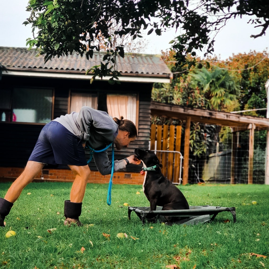 Dog Training Auckland | Obedience, Behaviour & Puppy Training | Good Dog