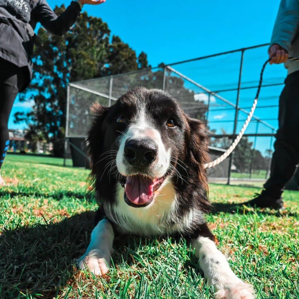 Professional Dog Training | Science Meets Compassion