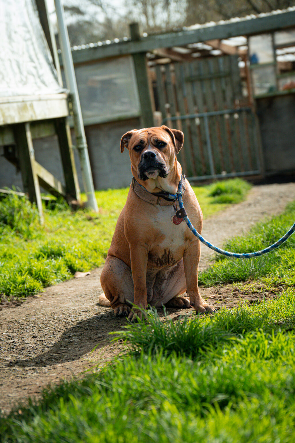 Initial Consultation - Good Dog Training